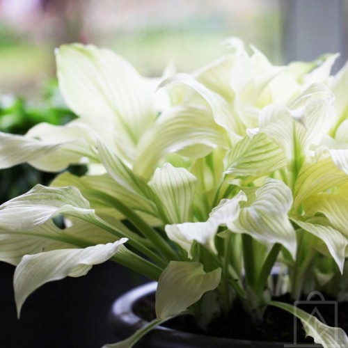 Hosta Funkia ‘White Feather’