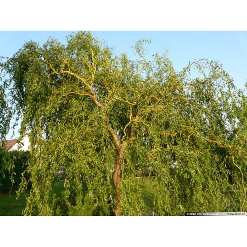Wierzba mandżurska