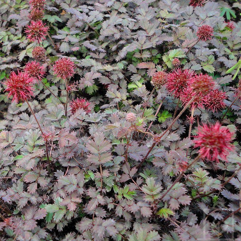 Acena drobnolistna ‘Kupferteppich’