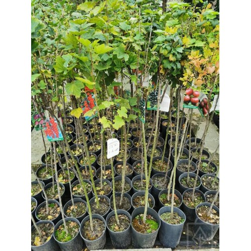 Porzeczkoagrest ‘Josta’ forma pienna