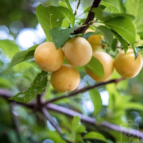 Śliwa ‘Renkloda Ulena’