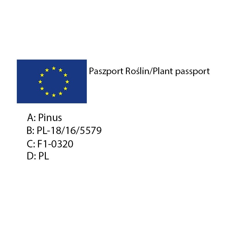Sosna bośniacka ‘Malinki’