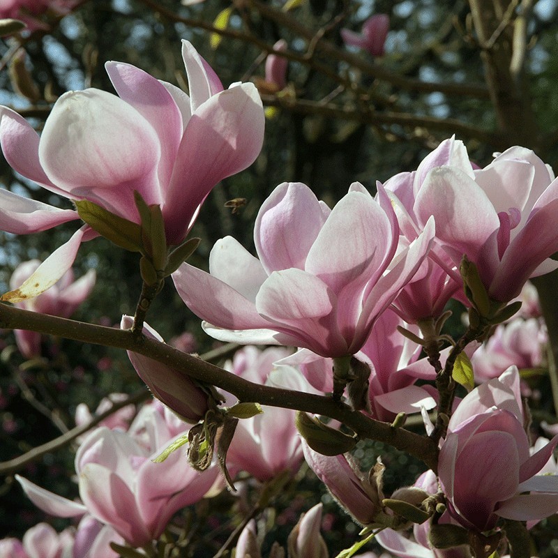 Magnolia ‘Fragrant Cloud’