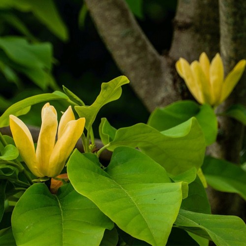 Magnolia ‘Golden Dream’