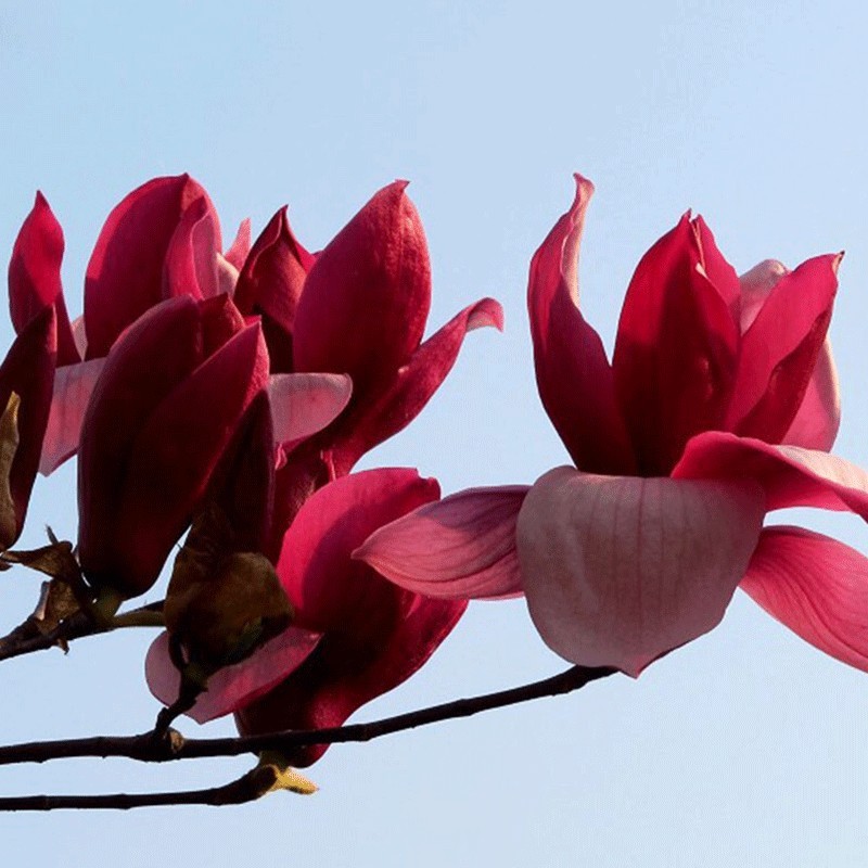 Magnolia ‘Red as Red’