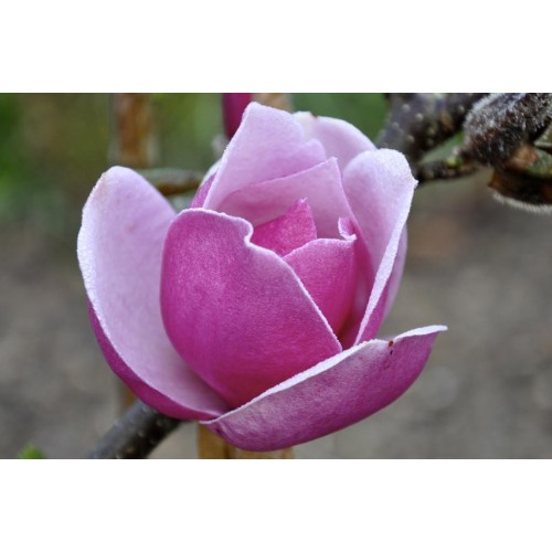 Magnolia ‘Sweet Merlot’