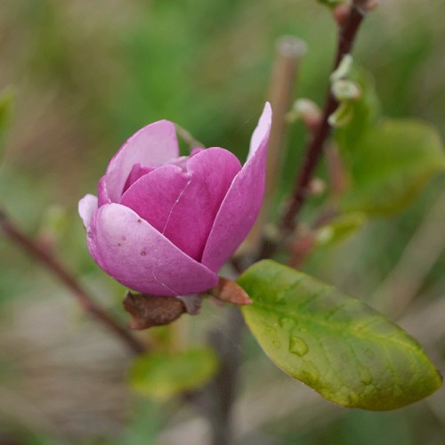 Magnolia ‘Sweet Merlot’