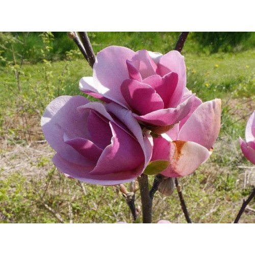 Magnolia ‘Sweet Merlot’