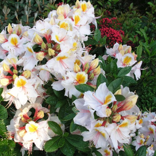 Azalia wielkokwiatowa ‘Arima’