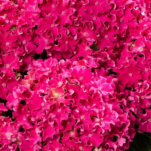 Hortensja ogrodowa ‘Curly Sparkle Hot Pink’