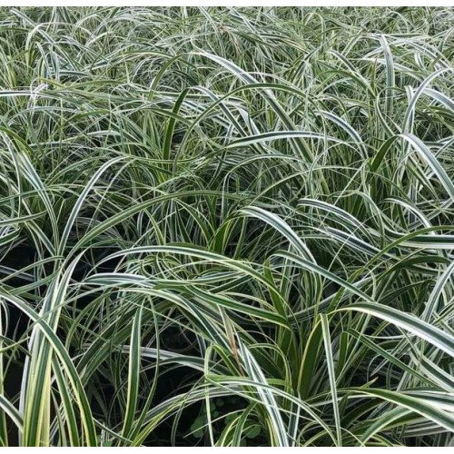 Turzyca 'Feather Falls'