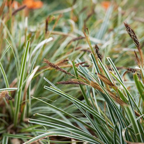 Turzyca 'Feather Falls'