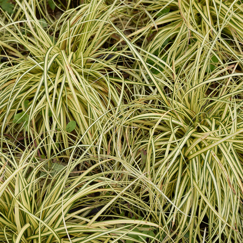 Turzyca oszimska 'Evergold'