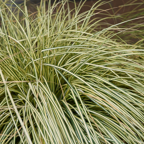 Turzyca oszimska 'Evergold'