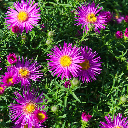 Aster 'Island Tonga'