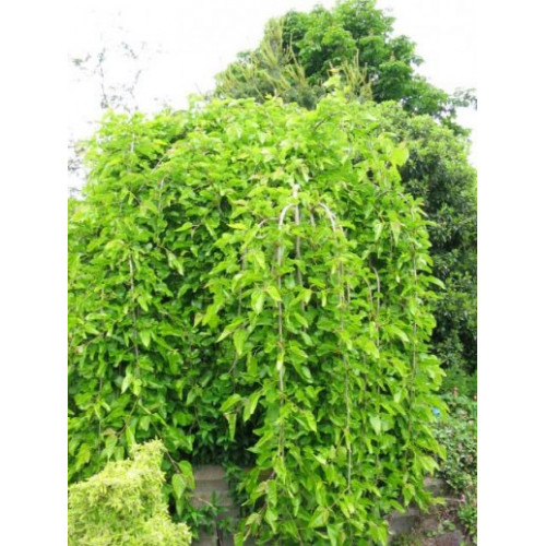 Morwa 'Pendula'