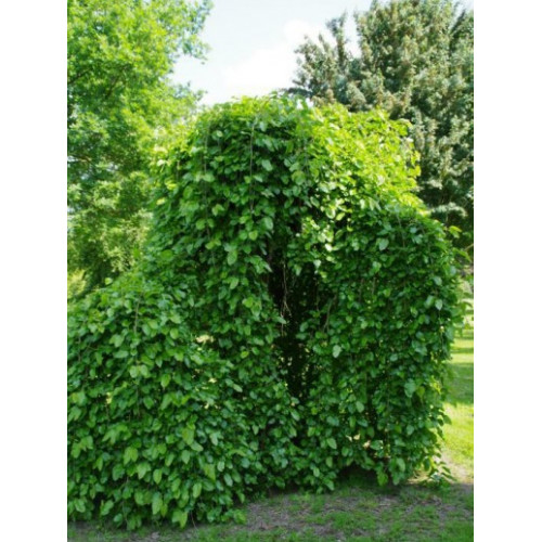 Morwa 'Pendula'