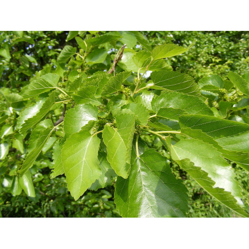 Morwa 'Pendula'
