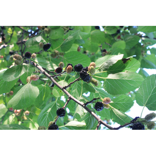 Morwa 'Pendula'