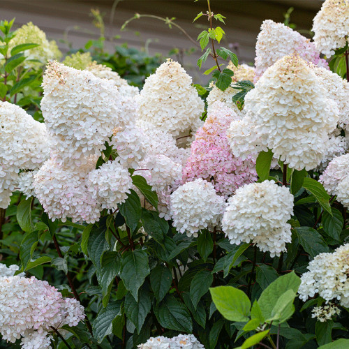 Hortensja bukietowa 'Magical Sweet Summer'