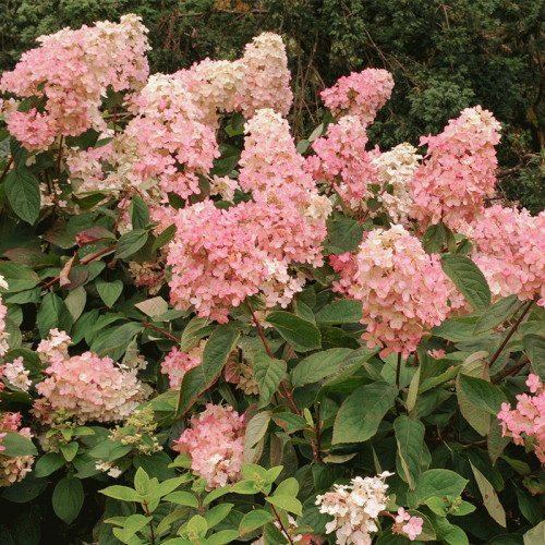 Hortensja bukietowa 'Magical Sweet Summer'