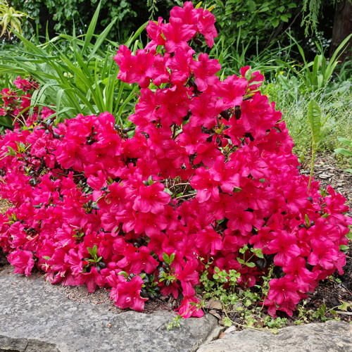 Azalia japońska ‘Maruschka’