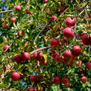 Jabłoń 'Berner Rose'