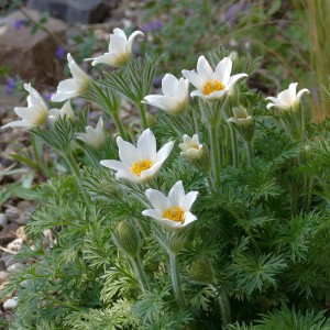 Sasanka zwyczajna 'Alba'