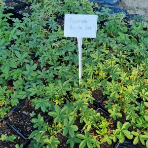 Sasanka zwyczajna 'Alba'