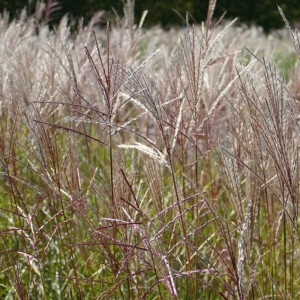 Miskant chiński 'Ferner Osten'