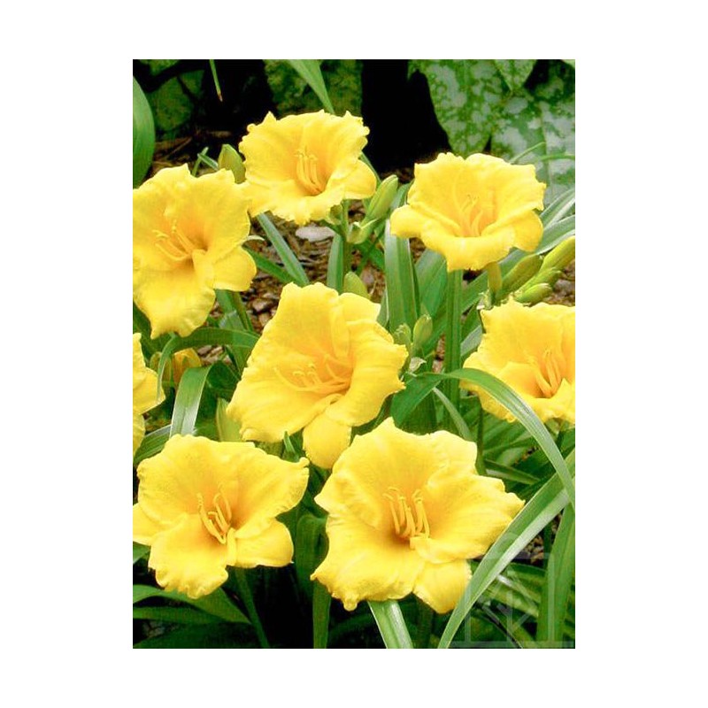 Liliowiec ‘Mini Stella’