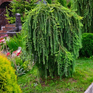 Modrzew europejski 'Pendula'