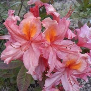 Azalia wielkokwiatowa 'Cecile'