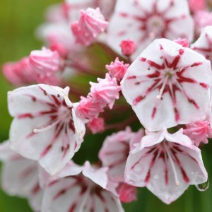 Kalmia szerokolistna 'Peppermint'