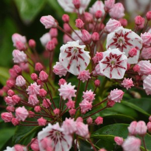 Kalmia szerokolistna 'Peppermint'