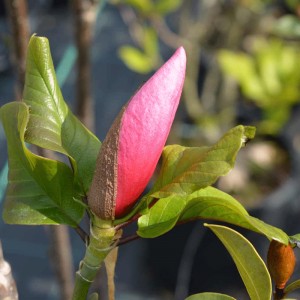 Magnolia 'Watermelon'