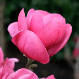 Magnolia 'Watermelon'