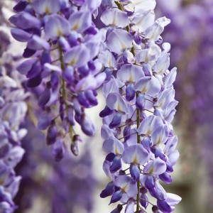 Glicynia kwiecista 'Tiverton'