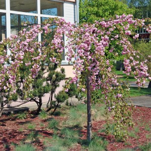 Wiśnia piłkowana „Kiku-shidare-zakura”