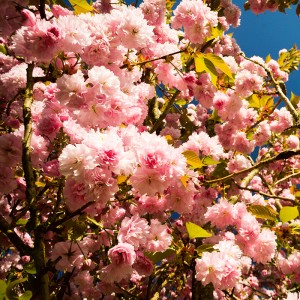 Wiśnia japońska 'Amanogawa'