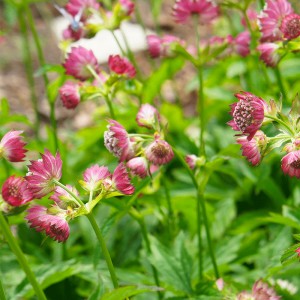 Jarzmianka większa 'Ruby Cloud'