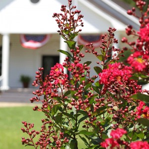 Lagerstroemia indyjska 'Dynamite'