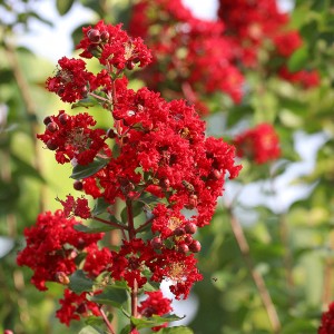 Lagerstroemia indyjska 'Dynamite'