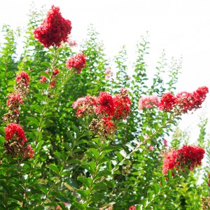 Lagerstroemia indyjska 'Dynamite'