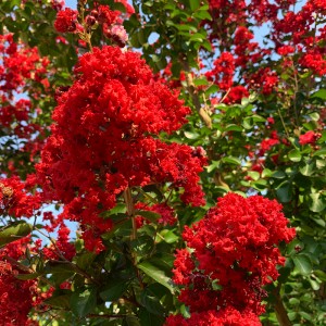 Lagerstroemia indyjska 'Dynamite'